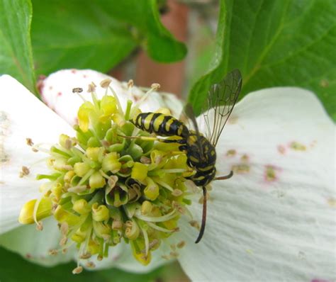 Sapyga Centrata INaturalist