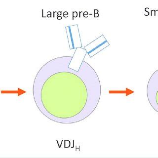 Scheme Showing The Different Stages Of B Cell Development And The