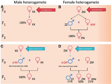 inferring the type of sex chromosomal system by progeny sex ratio as a download scientific