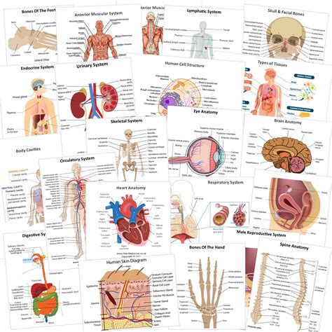 Anatomy Physiology Revision Flash Cards Flashcards For Etsy UK