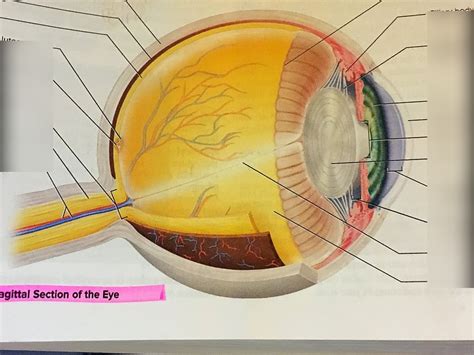 Sagittal Section Of The Eye Diagram Quizlet