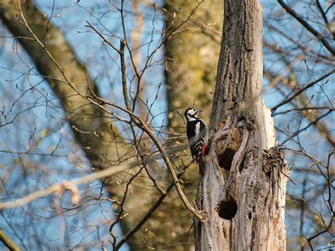 Specht Vogel Baum Gefleckter Kostenloses Foto Auf Pixabay Pixabay