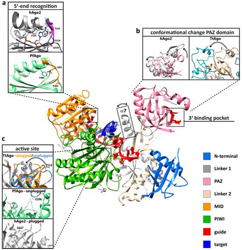 Life Free Full Text A Prokaryotic Twist On Argonaute Function