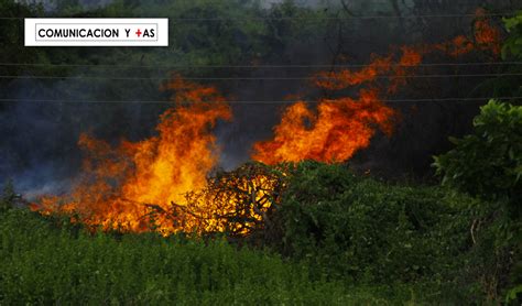 Conoce Las Causas Y Consecuencias De Los Incendios Forestales En