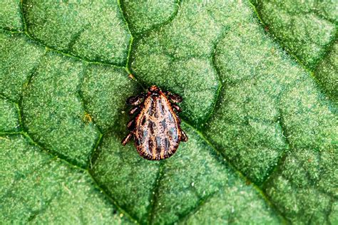 Garrapata Características Alimentación Hábitat Reproducción