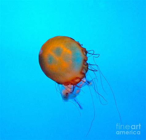 Jellyfish Photograph By Debbi Granruth Fine Art America