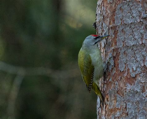 The Grey Headed Woodpecker Picus Canus Marvin Ben Flickr