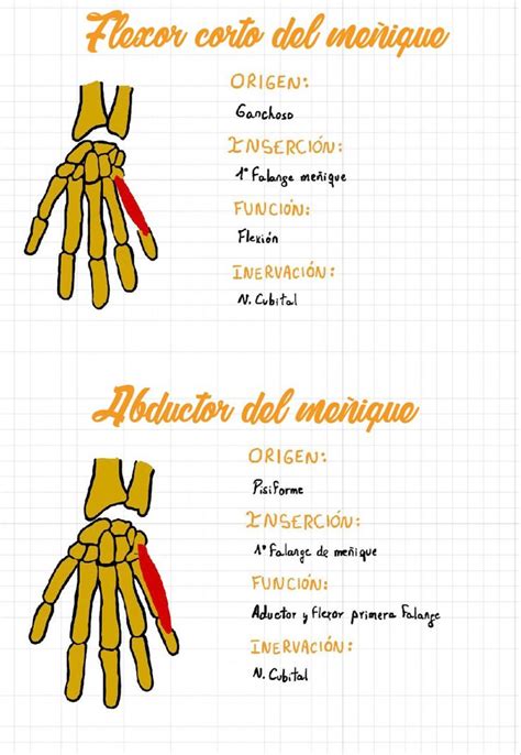 Pin De Jennifer Melo En Miembro Superior Anatomia Y Fisiologia