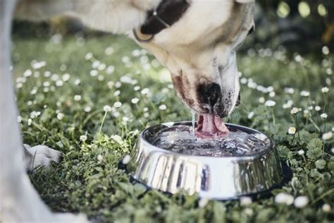 Guide ultime pour rafraîchir votre chien durant la canicule conseils
