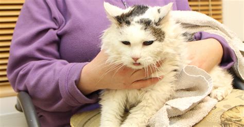 6 razones por las que deberías adoptar un gato mayor Solo Gatos