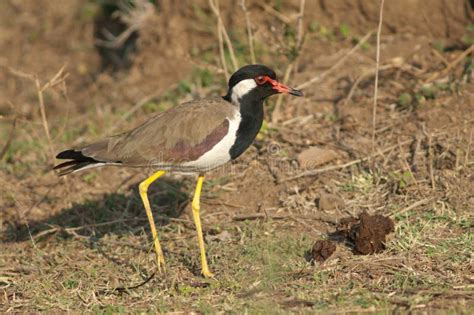 Red Wattled Lapwing Vanellus Indicus In A Meadow Stock Photo Image