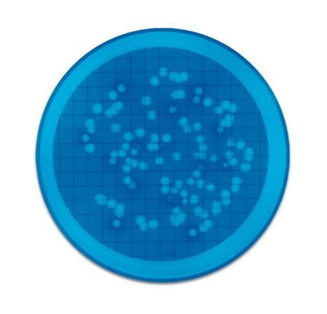 BD BBL Prepared Plated Chromogenic Media MI Agar Fisher Scientific