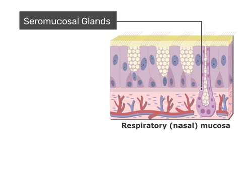 Nasal Mucosa Structure Function And Labeled Diagram Getbodysmart