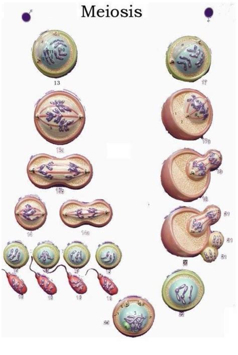 Meiosis Diagram Quizlet