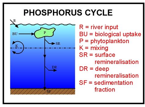 Phosphorus Model Worksheet JModels