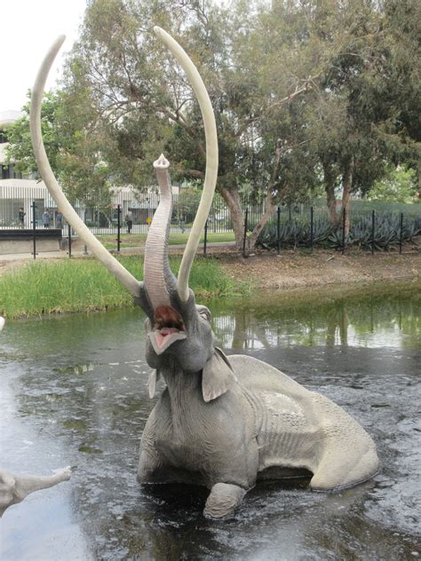 La Brea Tar Pits California Images And Photos Finder