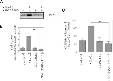 Inhibition Of P38 MAP Kinase Activity By SB203580 Confluent Cultures