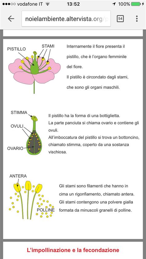 Pin Di Elisabetta Totaro Su Scienze Lezioni Di Scienze Scienza Per