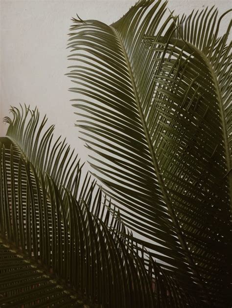 Palm Leaves Against A White Wall In The Daytime