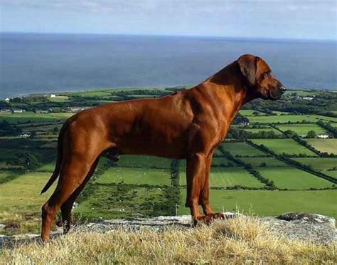 Can A Rhodesian Ridgeback Kill A Lion Support Wild