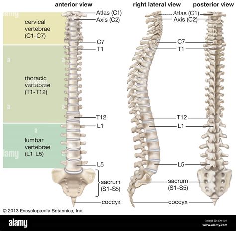 Vertebral Column Hi Res Stock Photography And Images Alamy