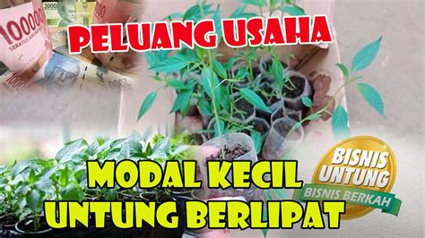 PELUANG USAHA MENJUAL BIBIT CABAI MERAH DIJAMIN UNTUNG YouTube