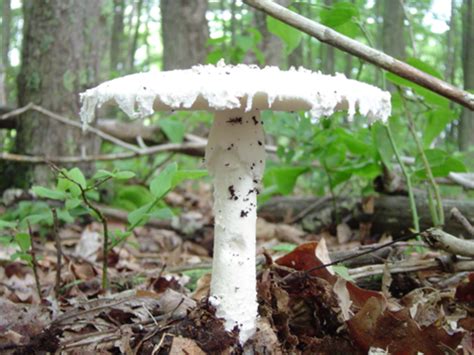 NHGSM Fungi Flashcards Quizlet