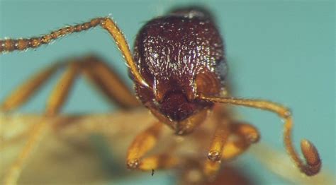 Japanese Ants Image Database
