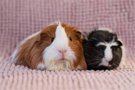 How Large Guinea Pigs Grow Size And Weight Guide Chart LoveToKnow Pets
