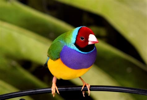 Qual é o pássaro mais bonito do mundo Leia aqui Qual é o pássaro mais