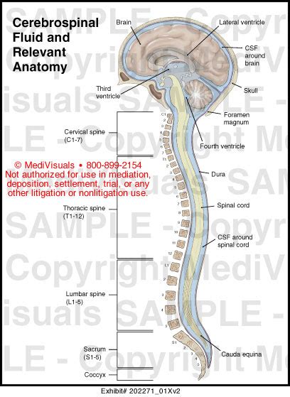 Cerebrospinal Fluid And Relevant Anatomy Medical Illustration Medivisuals
