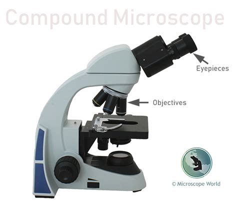 Compound Light Microscope Low Power Objective Magnification Shelly