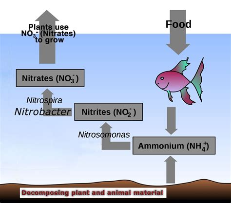 Nitrogen Cycle In A Marine Saltwater Aquarium