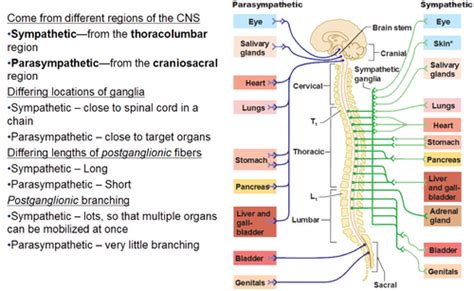 AP CH 15 Autonomic Nervous System Flashcards Quizlet