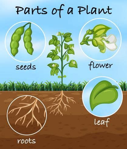 Descargar Partes De Una Planta Gratis Partes De La Planta Ciclos De