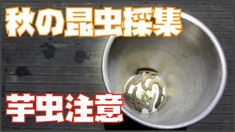 秋の昆虫採集 YouTube