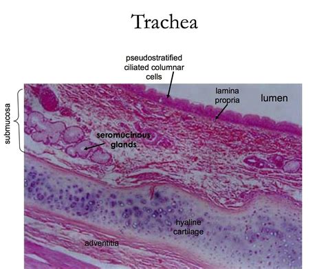 Tracheal Cartilage Histology