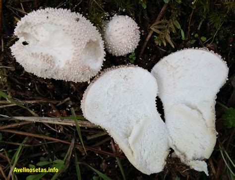 Lycoperdon Perlatum