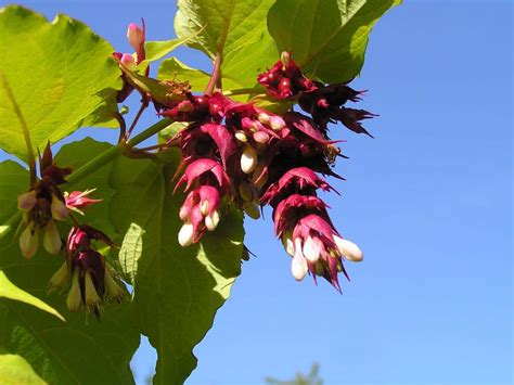 Arbre Aux Faisans Leycesteria Formosa Culture Et Entretien Le