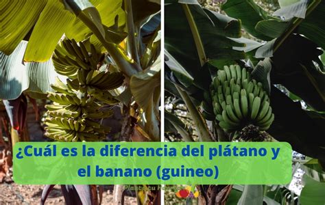 Diferencias Entre El Pl Tano Y La Banana Huertos Aprende A Cultivar