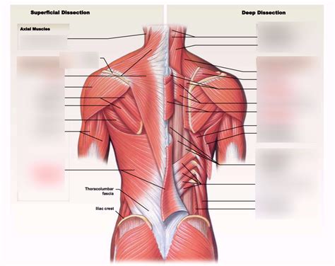 Anatomy Chapter Superficial And Intermediate Back Muscles