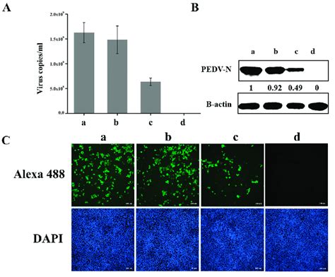 Knockdown Of HnRNP A1 Expression Inhibits CV777 Replication CCL 81