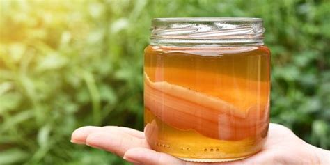 7 Manfaat Kombucha Bagi Kesehatan Minuman Teh Fermentasi Sumber Probiotik