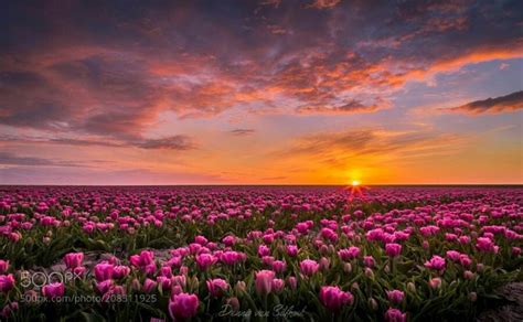 Sunset Over A Field Of Pink Tulips