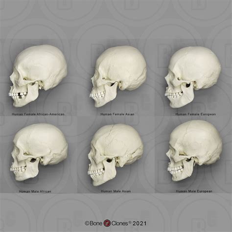 Racial Characteristics Of Skulls