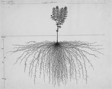 Drawings Of Trees With Roots