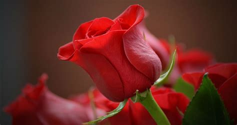 Cuál es el significado de las rosas según su color Hora es