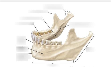Bones Of The Mandible Diagram Quizlet