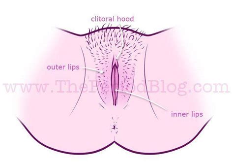 Diagram Of Virgin Vagina Porn Archive Comments