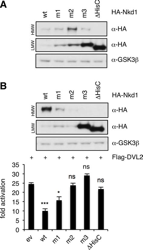 Figures And Data In Feedback Control Of Wnt Signaling Based On